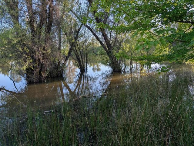 4040 Lakeview Dr, Shingle Springs, CA 95682 | MLS #226052 | Compass
