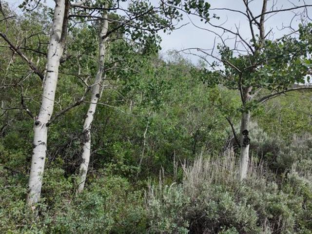 4060 Wildlife Way Unit 443, Kamas, UT 84036