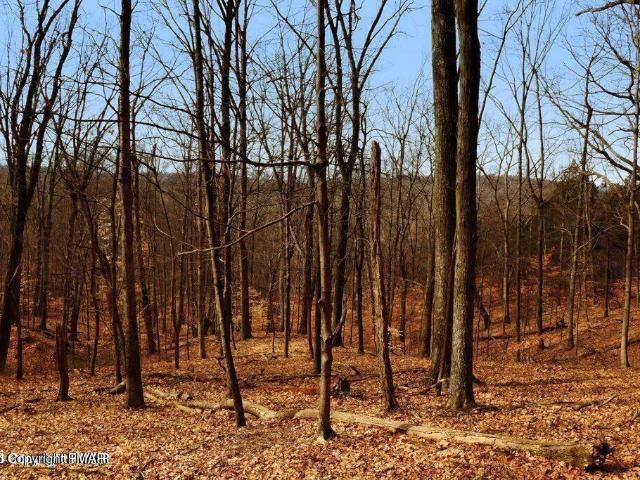 407 Pine Tree