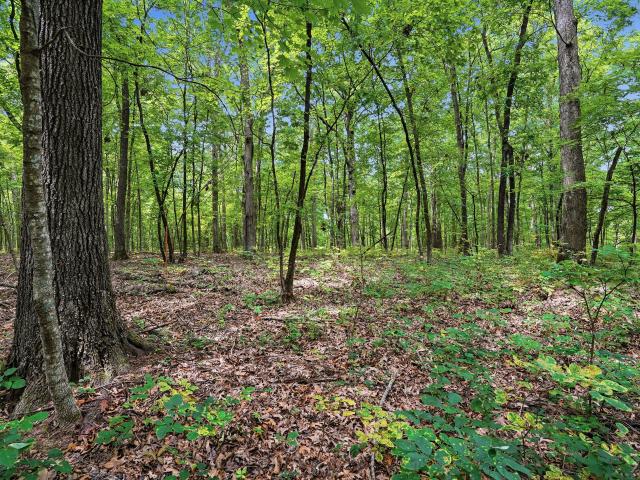 40 +/ ac e dee woods rd