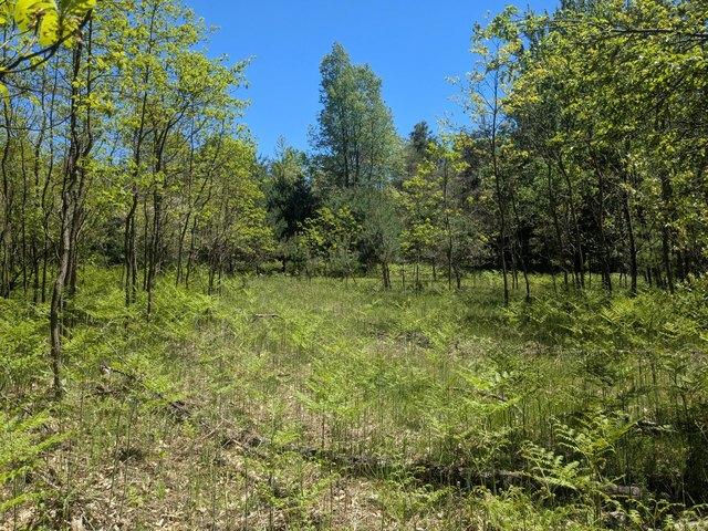 40AC V/L Clements Rd, Kaleva, MI 49645