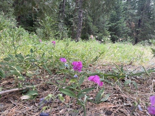 410 Gratten Flat Rd, Weaverville, CA 96093