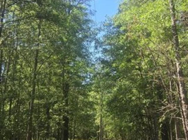 415 Pearson Rd, Sumter, SC 29150