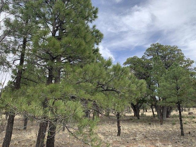 4173 Durango Dr Lot 297, Happy Jack, AZ 86024