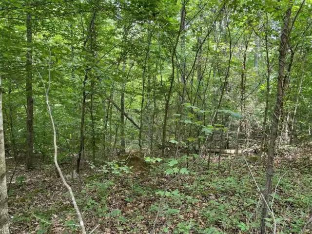 41± ACRES ALONZO LONG HOLLOW ROAD, ADOLPHUS, KY 42120 Vacant L.
