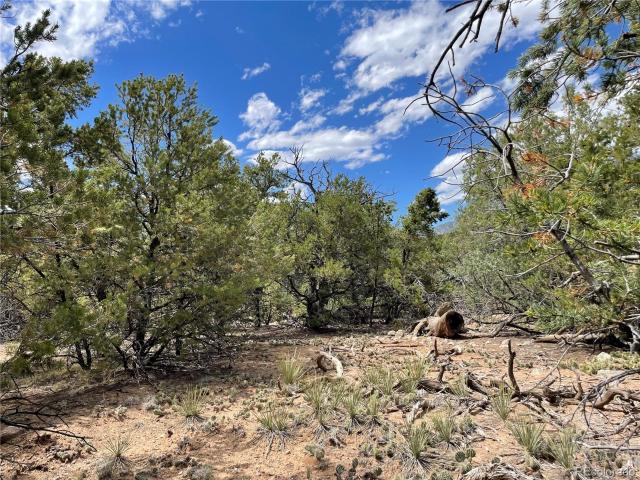 4286 Fallen Tree