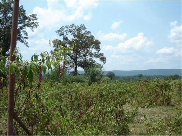 42 Acres Mixed Woodland & Pasture near Smithville Lots and Land for sale in Octavia, Oklahoma