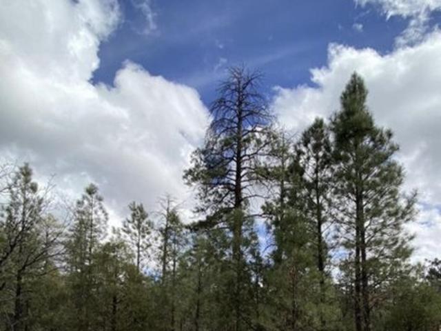 4395 Jack Pine Pl Unit 146, Happy Jack, AZ 86024