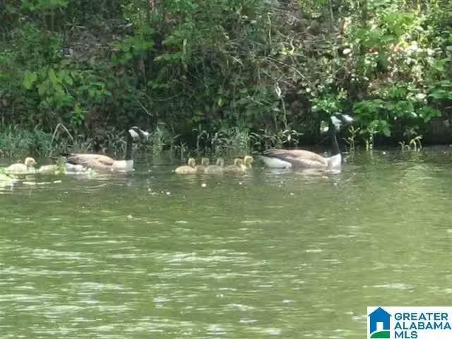 47 WATERFORD DR, SYLACAUGA, AL 35151 Vacant Land For Sale MLS.