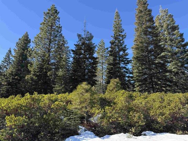 442 Dinsmore Dr, Lake Almanor, CA 96137