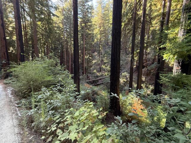 449 Band Rd, Boulder Creek, CA 95006 | MLS #ML82025