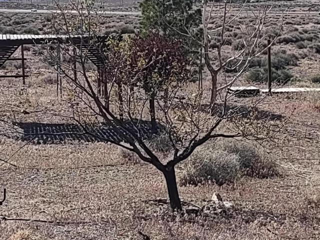4505 Shirlee Ave, Silver Springs, NV 89429 | MLS #260004