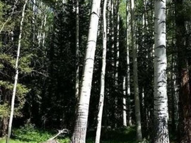 450 Ponderosa Way, Cimarron, CO 81220