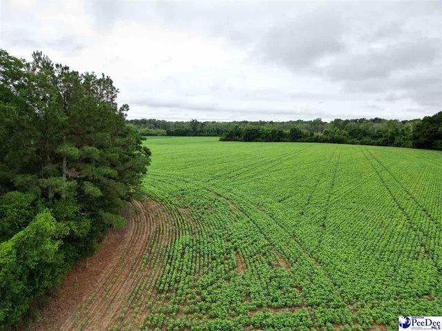 45 Acres Rd # 300, Dillon, SC 29536