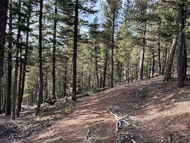 461 Paradiso Rd, Divide, CO 80814