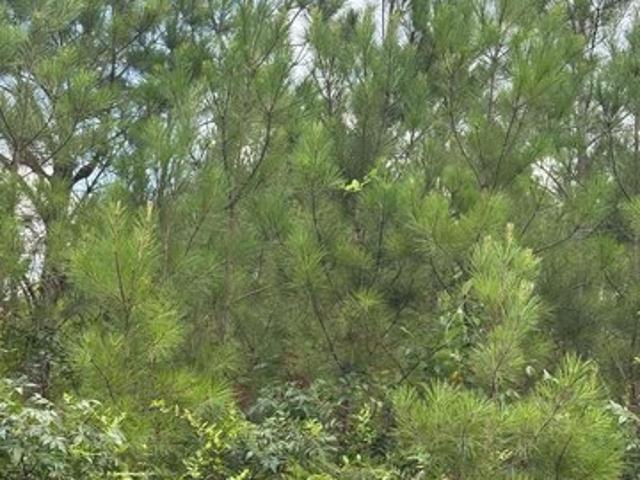 4660 Lehigh Rd Lot 1, Trafford, AL 35172