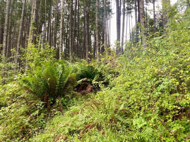 46700 Highway 101, Laytonville, CA 95454 | MLS #326002