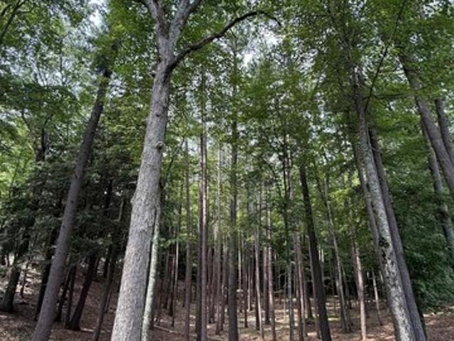 4731 Albert Courtade Rd, Traverse City, MI 49696