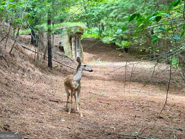 4782 Squirrel Hunting Road