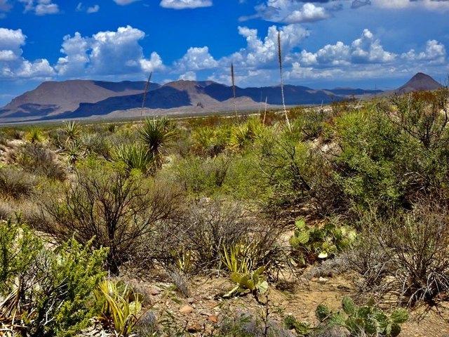 4803B Evening Star, Terlingua, TX 79852