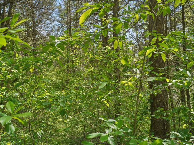 4844 Coleman Hill Rd, Rockvale, TN 37153 | MLS #3183
