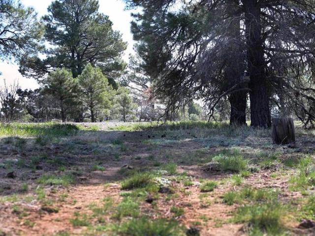 492 Prospect Blvd, Pagosa Springs, CO 81147