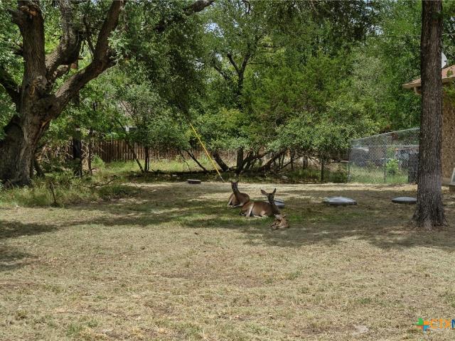 49 Buttercup Loop, Belton, TX 76513 | MLS #585633