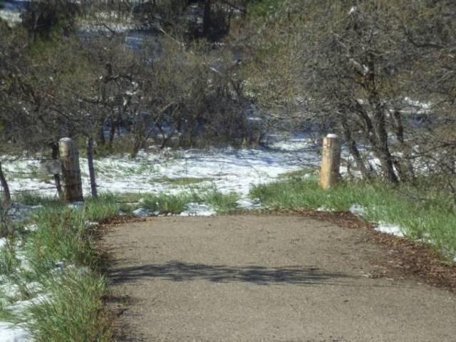 4.54 Wooded Acres with well for sale in Cedarwood, Colorado