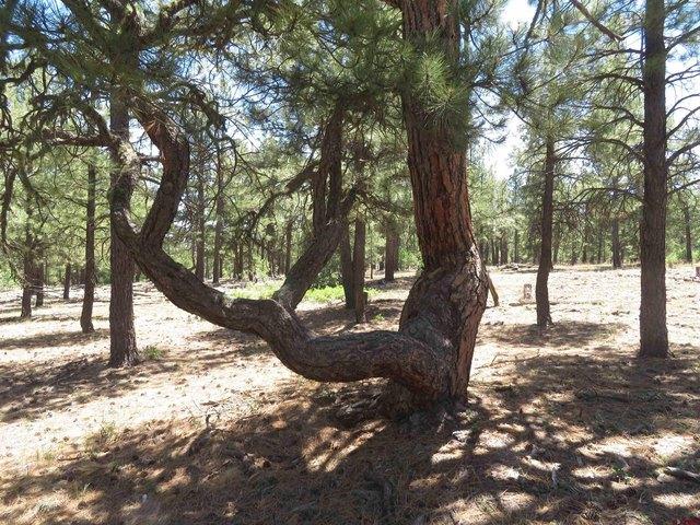 500 Coronado Cir, Pagosa Springs, CO 81147