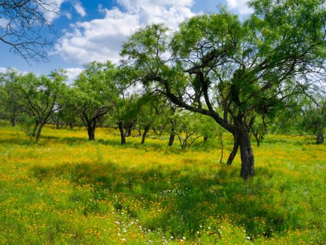 509 Sandy Lane Rd, Mason, TX 76856 | MLS #100584