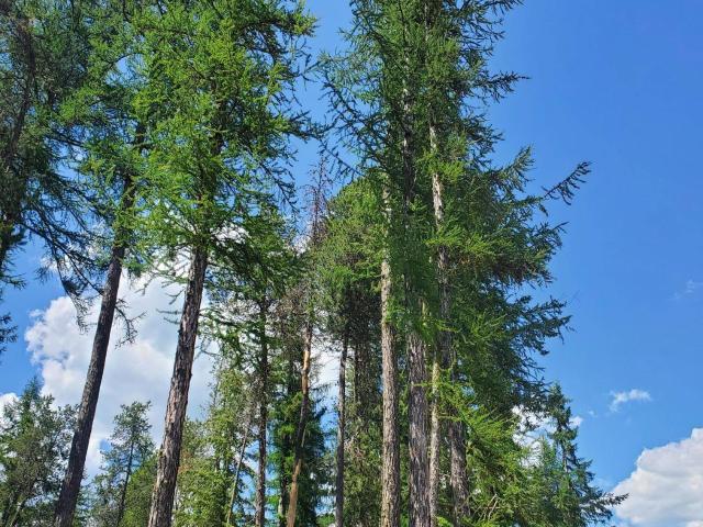 5166 Hattery Owens Rd, Unit PARCEL A, Deer Park, WA 99006 | MLS #202610