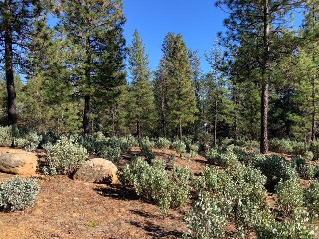 530 Lost Hill Ct, Nevada City, CA 95959 | MLS #226038