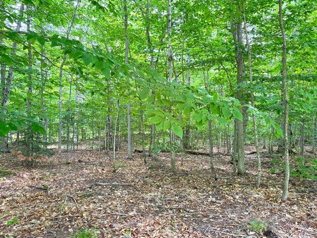 5353 N M 123, Eckerman, MI 49728