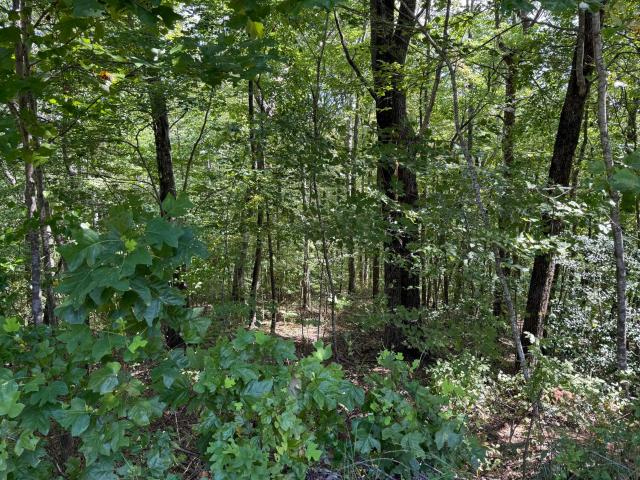 538 Pine Hill Cemetery Road