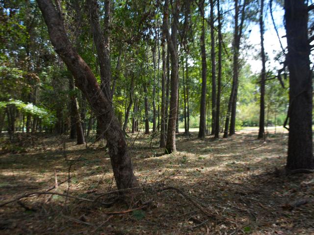 57 Seaside Ln, Edisto Island, SC 29438 | MLS #25020