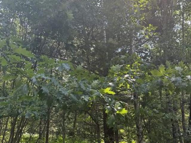 545 S Rice Lake Rd, Gwinn, MI 49841