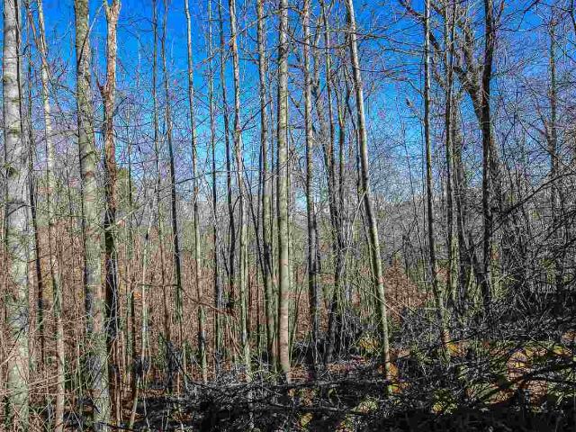 55235 Broughton, Chapel Hill, NC 27517 | MLS #10020