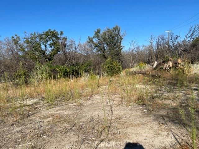 55 Cedar Tree