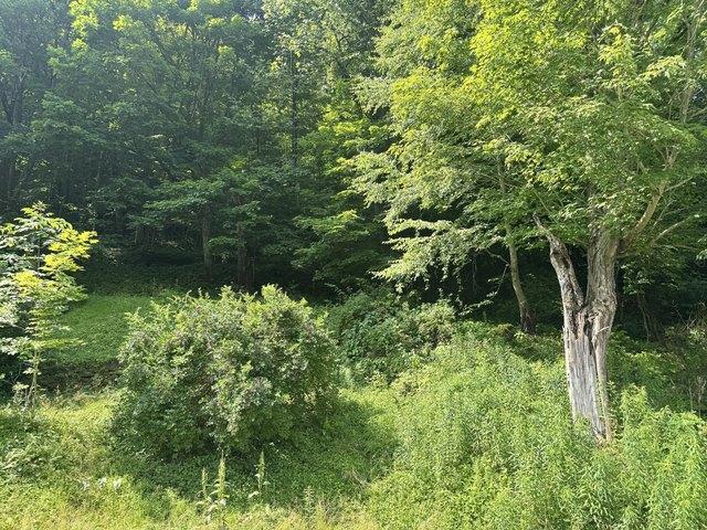 56 Maple St, Richwood, WV 26261
