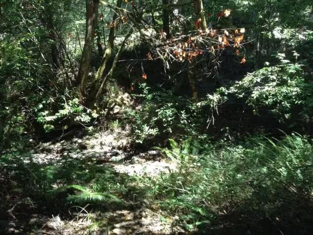 58207534 2496 Kent Creek Rd