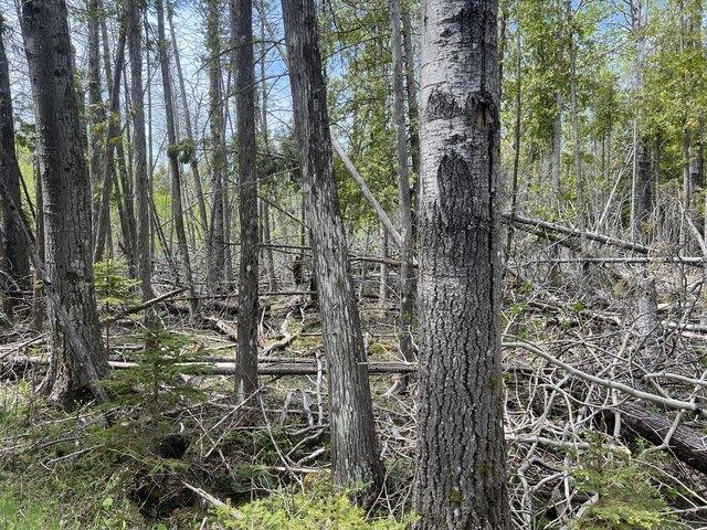 58 Rocky Rd, Bois Blanc, MI 49775