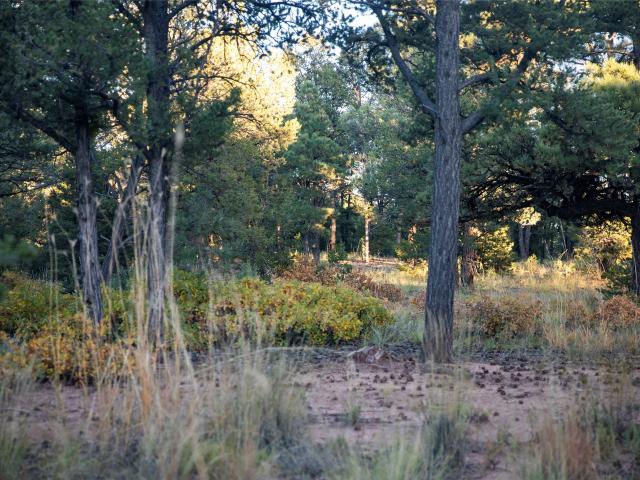58 Silver Feather Trail