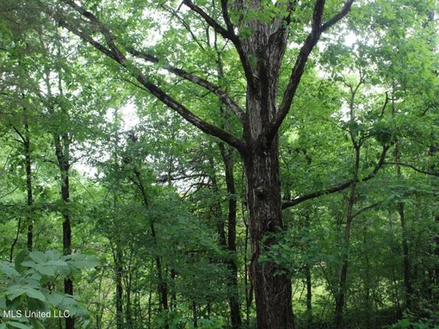 590 Richmond Rd, Byhalia, MS 38611
