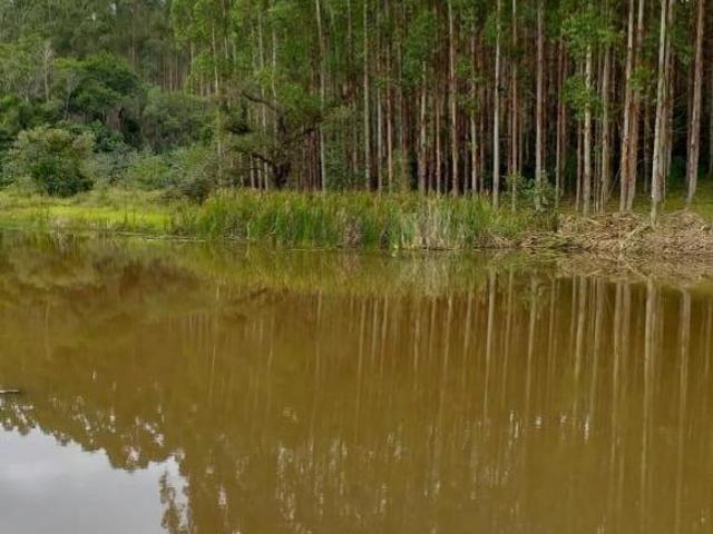 5 Alqueires Casa Simples,Pomar,Ótimo Pasto,Rico em Água,Boa Topografia