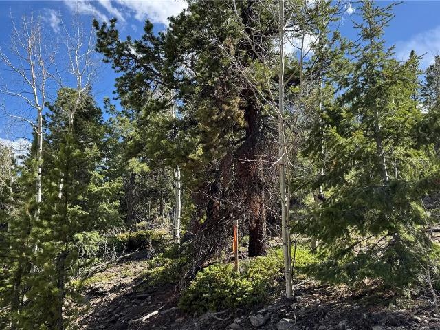 5 Church Placer Rd, Central City, CO 80427 | MLS #1804 | Compass