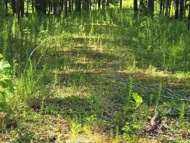 5 PUGH RD, MATHEWS, AL 36052