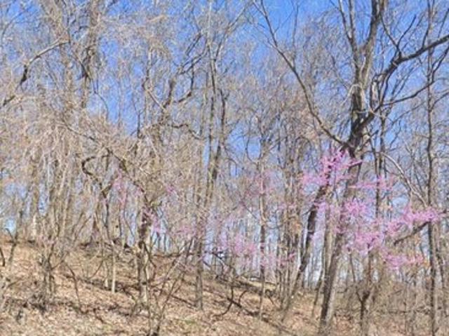 5.16 Acres Summit Dr, Holiday Island, AR 72631