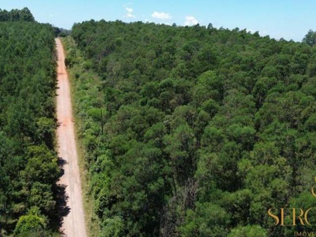 5,4 HECTARES COM ACACIA PLANTADA não fica na negociação