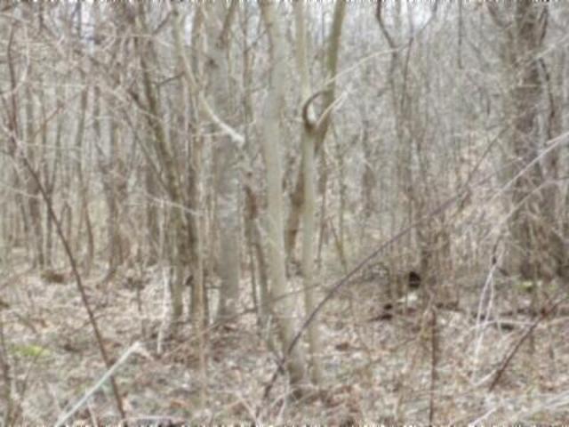 5.51ac Beaver Lane