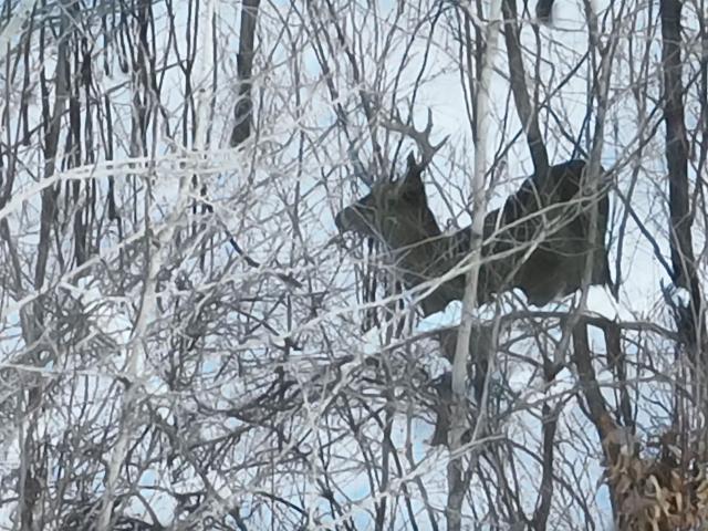 60.14 Ac Deerborn Drive